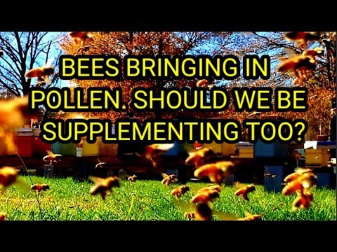 Real Pollen Coming In. Should We Be Feeding Pollen Too? Don't Miss This ...