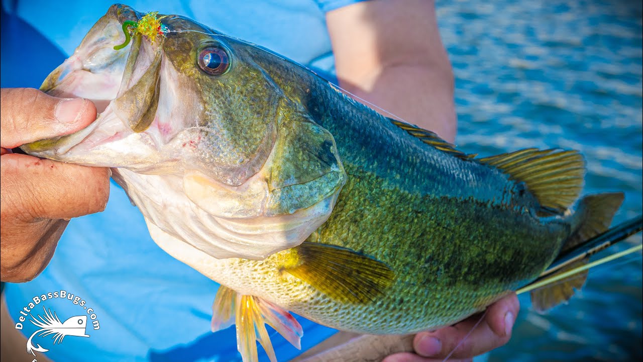 Our buddy Sam with a beautiful fat downtown Stockton largemouth. - YouTube