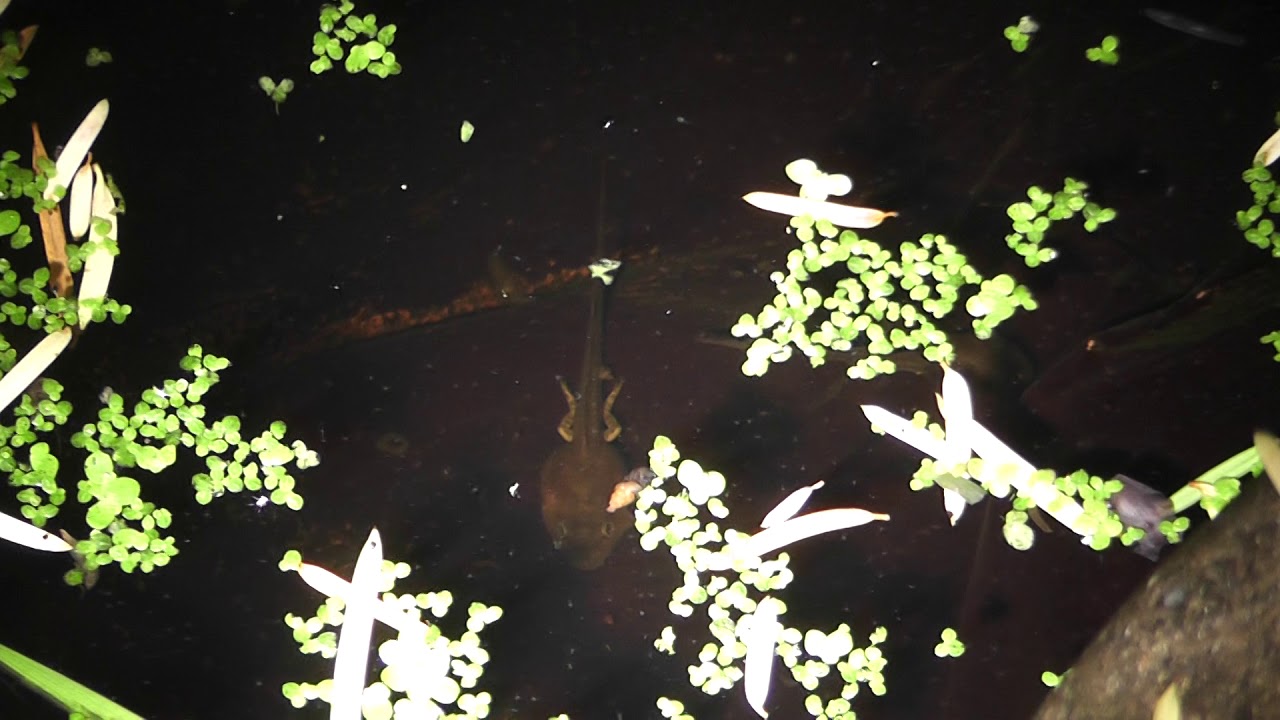 Frog tadpoles turning into frogs in Cambridge UK 11june2020 104a - YouTube