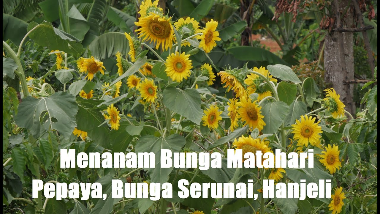 Memperbanyak Tanaman Bunga Matahari di Ladang Pertanian Agar Ekosistem ...