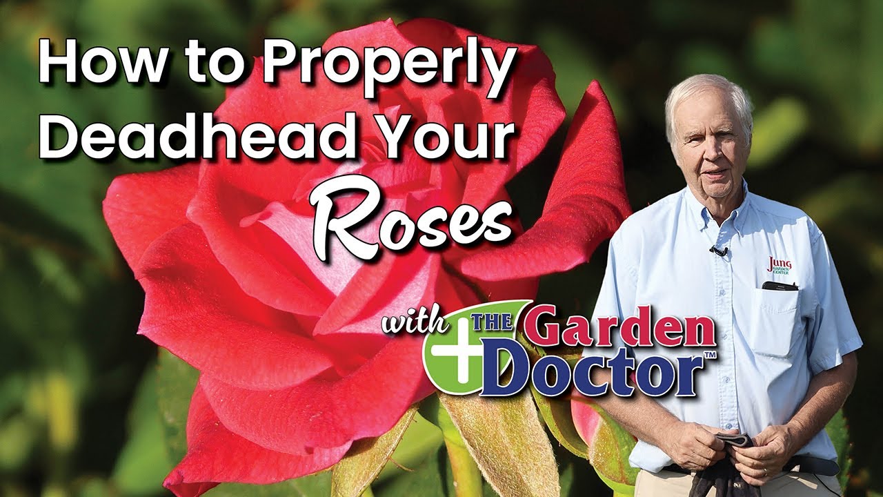 How to Properly Deadhead Your Roses - YouTube