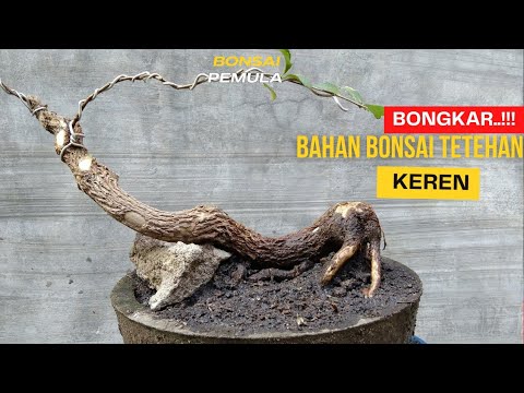 Bonsai Tetehan .ngebolang unik. - YouTube