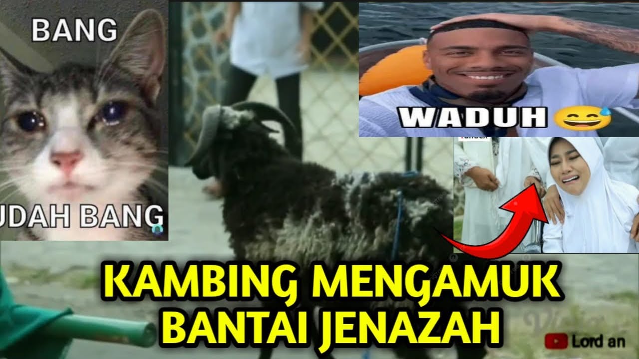 Meme azab kambing bantai 1squad - YouTube