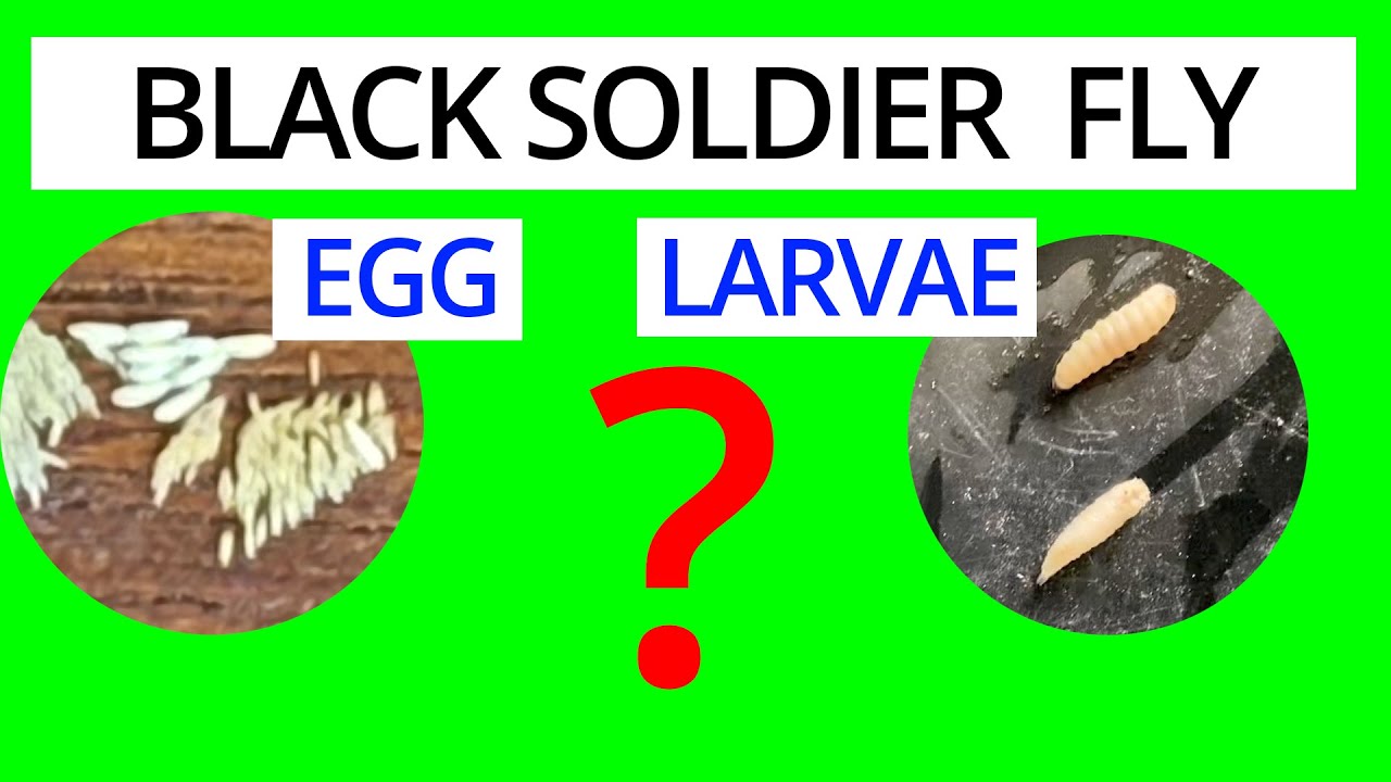 How to Identification BSF Larvae and Egg - YouTube
