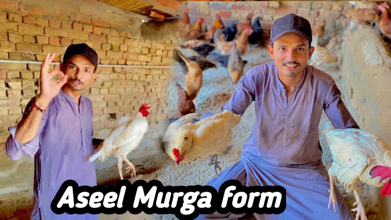Aseel murgi form in Pakistan || Aseel smell murgi form || aseel Chicken ...
