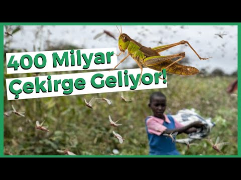 Tüm Dünyayı Alarma Geçiren Çekirge İstilası Yolda! Türkiye Etkilenecek Mi?