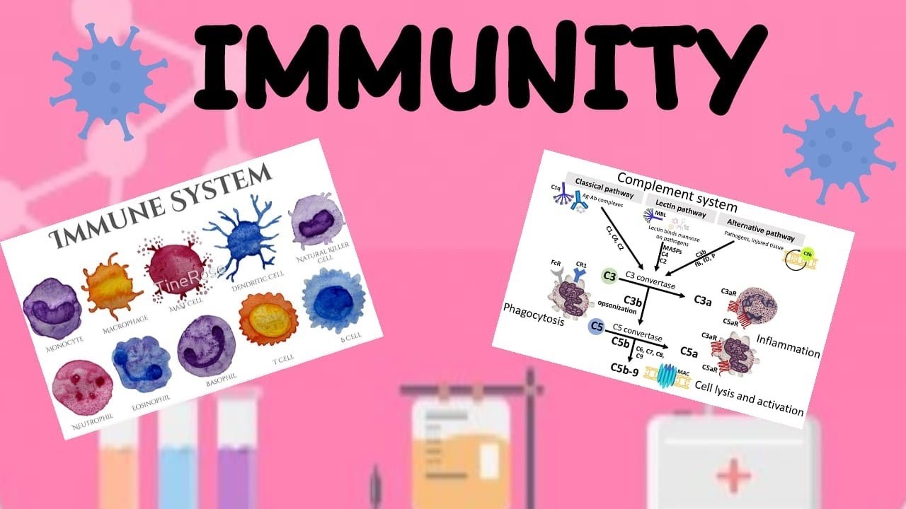 Immunity - Innate and Acquired Part 1 ( complement system) - YouTube