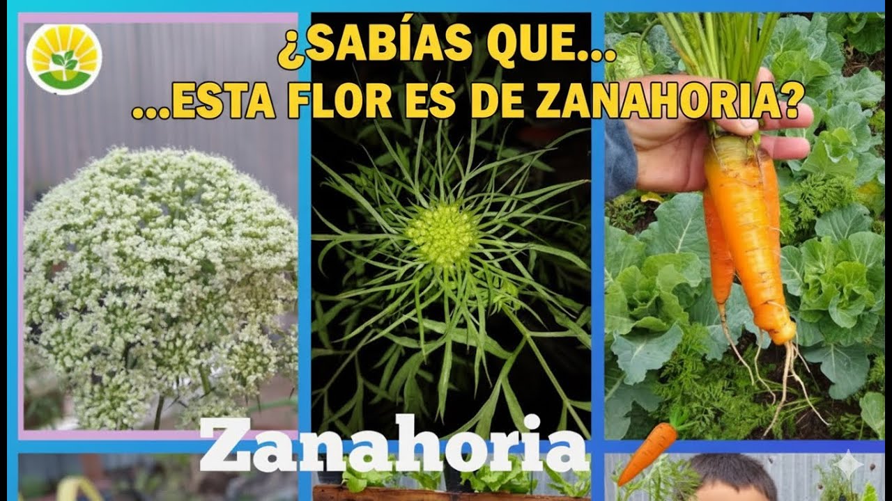 Etapas De La Cosecha De Zanahorias Zanahoria Nantes 5 Fanta