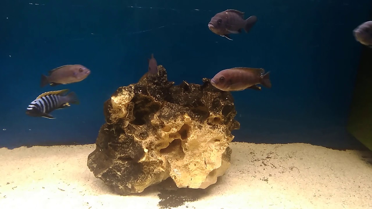 Cynotilapia Afra red top Likoma - YouTube