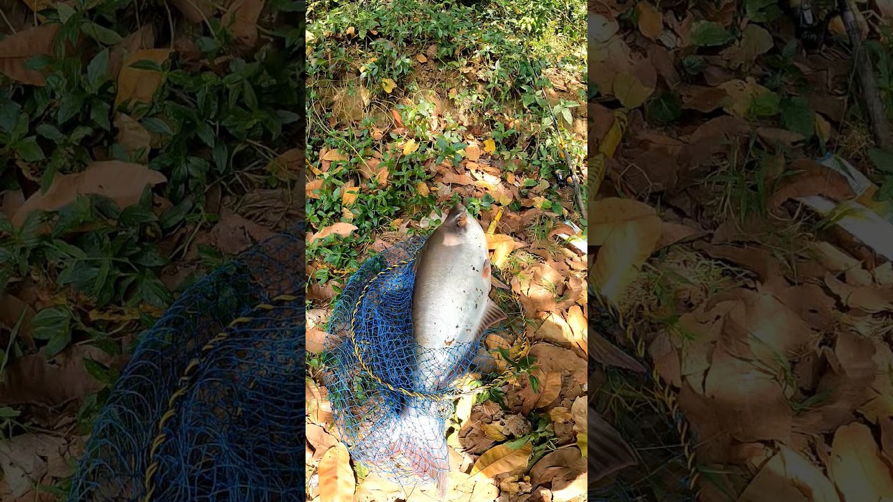 12kg Fish caught..!!😱😱 Full video Uploaded.... #shorts #fishing # ...