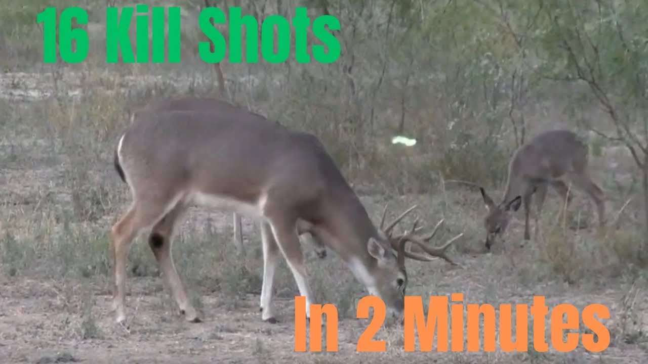 16 Whitetail Deer Kill Shots in 2 Minutes, Bow Only - YouTube