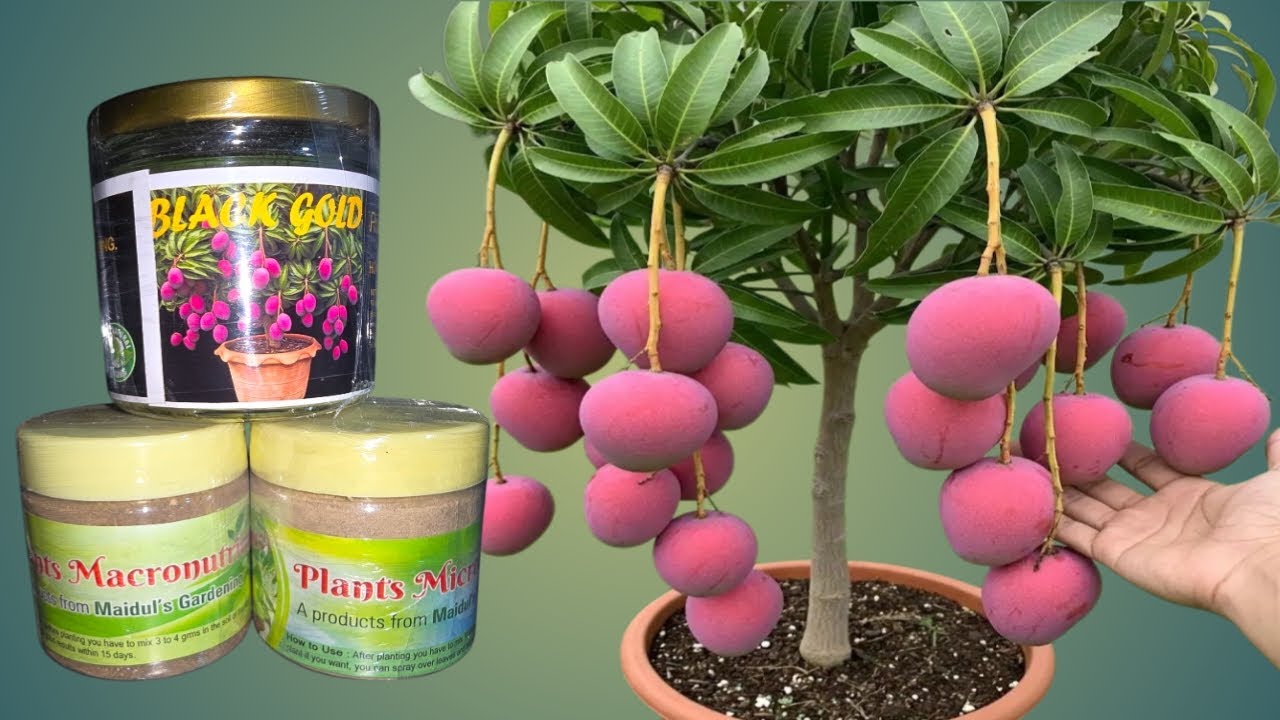 How To Increase Growth In Mango Plant / Best fertilizer for Mango ...