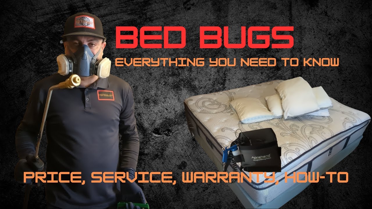 Bed Bugs - Full Service Breakdown of What to Look For - YouTube