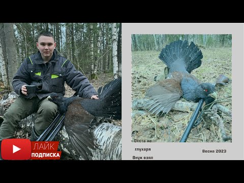 Охота на глухаря на току уже ПОДСНЕЖНИКИ 2023!!