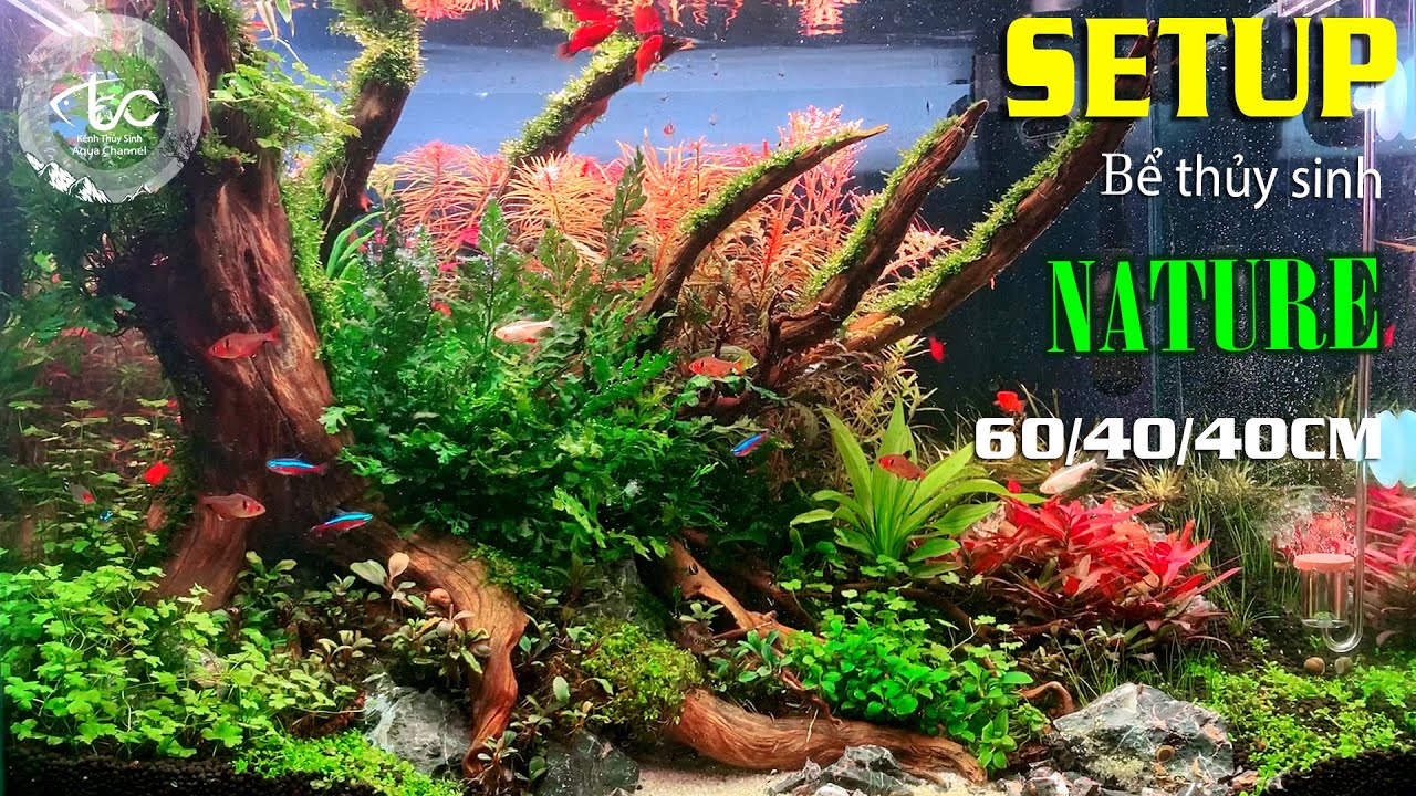 SETUP Bể thủy sinh phong cách tự nhiên | Setup Aquarium Nature | Tank ...