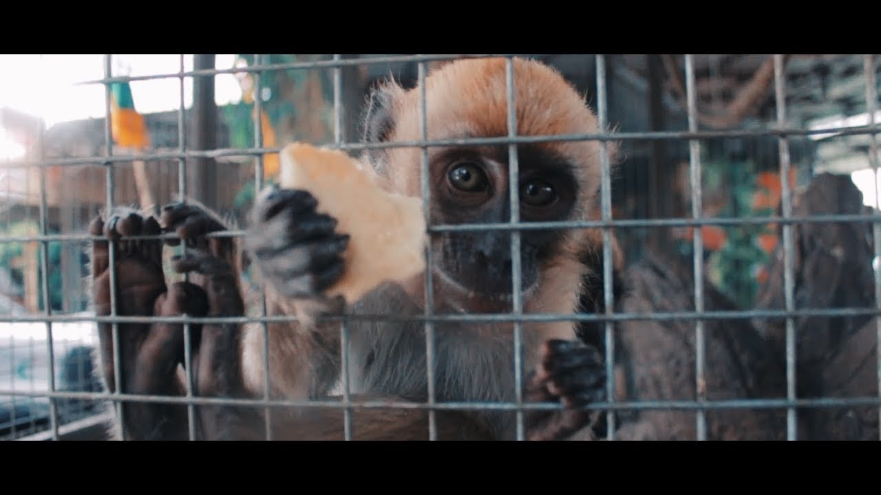 Animal - Cinematic Video - Canon 650D / Rebel T4i DSLR - YouTube