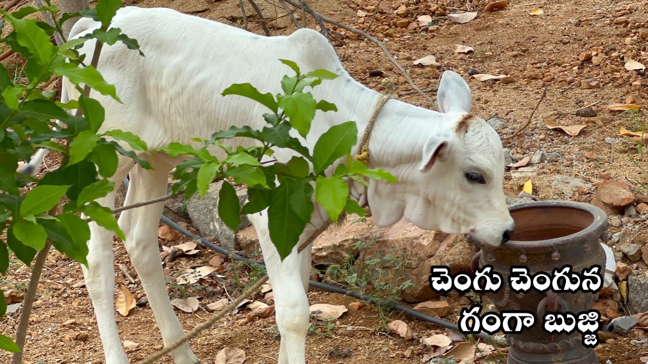 చెంగు చెంగున గంగా బుజ్జి😍😘🐮|| A Random at farm||B like Bindu - YouTube