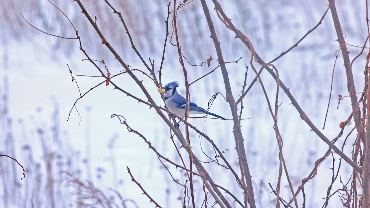 Calming piano music: Dance of the blue jay - YouTube