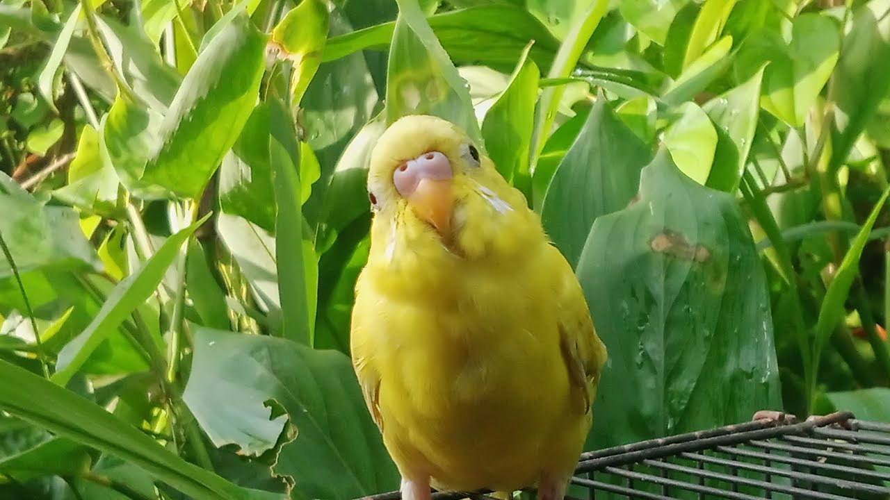 𝘃𝗮𝘃𝗮𝗰𝗵𝗶 𝗳𝗮𝗺𝗶𝗹𝘆𝘀 𝘃𝗹𝗼𝗴 is live! - YouTube