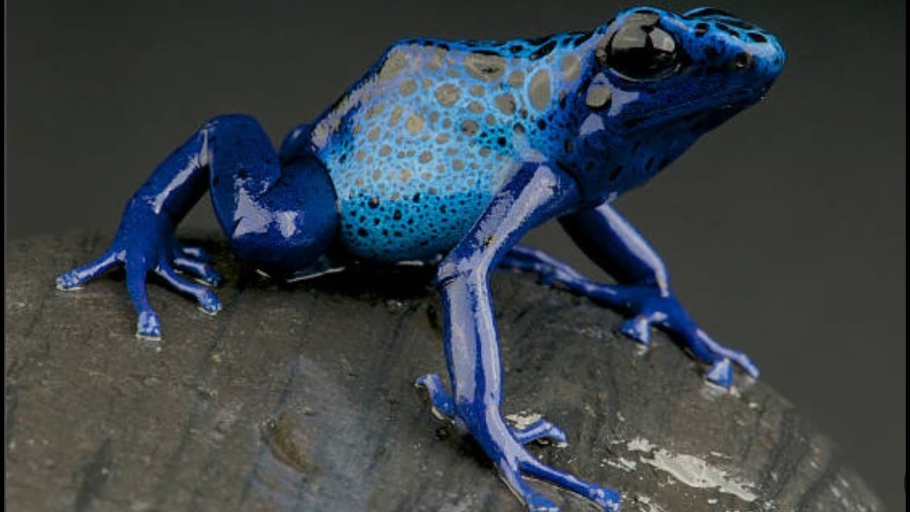 Cute but Deadly | Poison Dart Frogs - YouTube