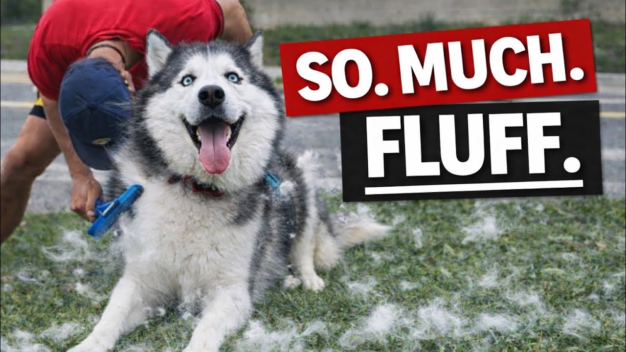 8 Minutes of Defluffing a Husky -(mostly in public and almost always ...