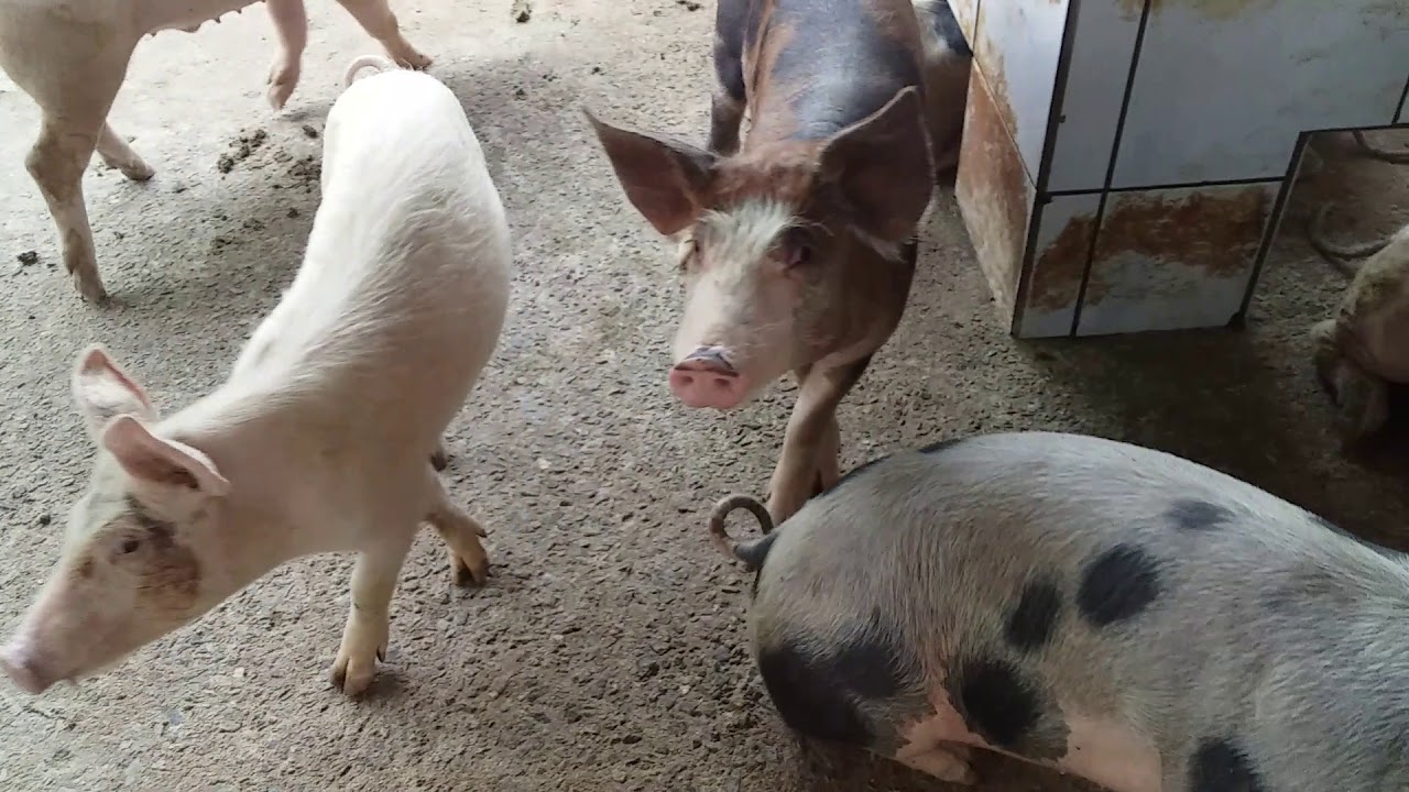 Criação de porcos - YouTube