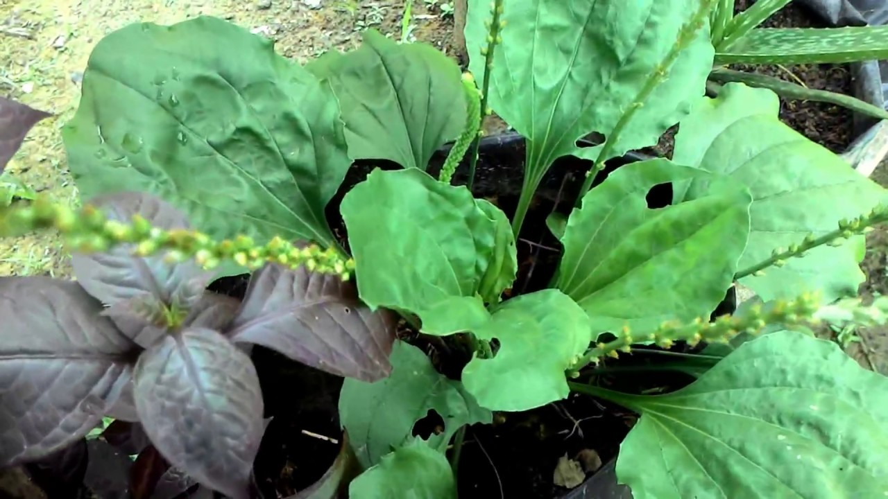 Kebun Toga (Herb Garden) milik Kelompok Wanita Tani di Karungan RT. 02 ...