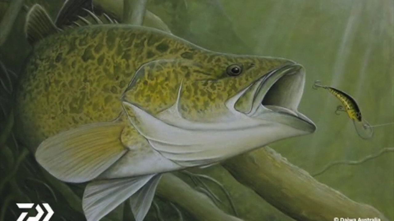 A Life Of A Murray Cod - YouTube