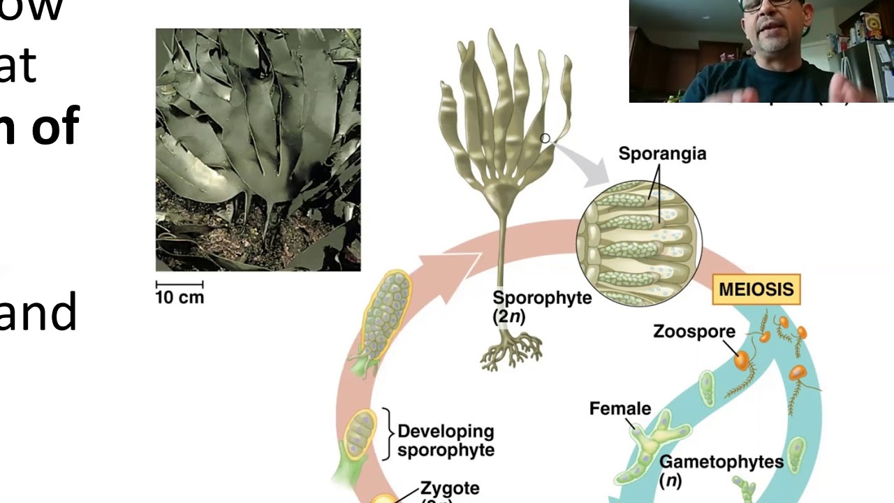 Brown, Red, and Green Algae - YouTube