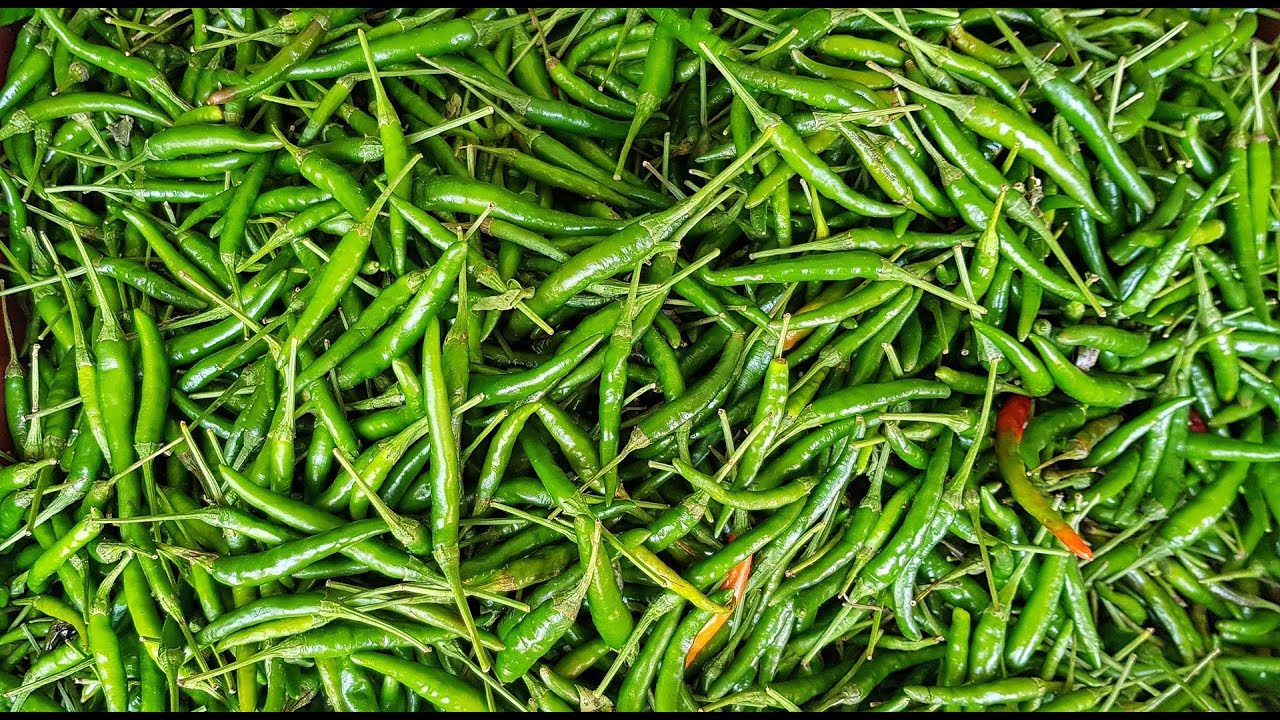 কাঁচা মরিচ সংরক্ষণ পদ্ধতি ||How to store Green Chillies || Kacha Morich ...