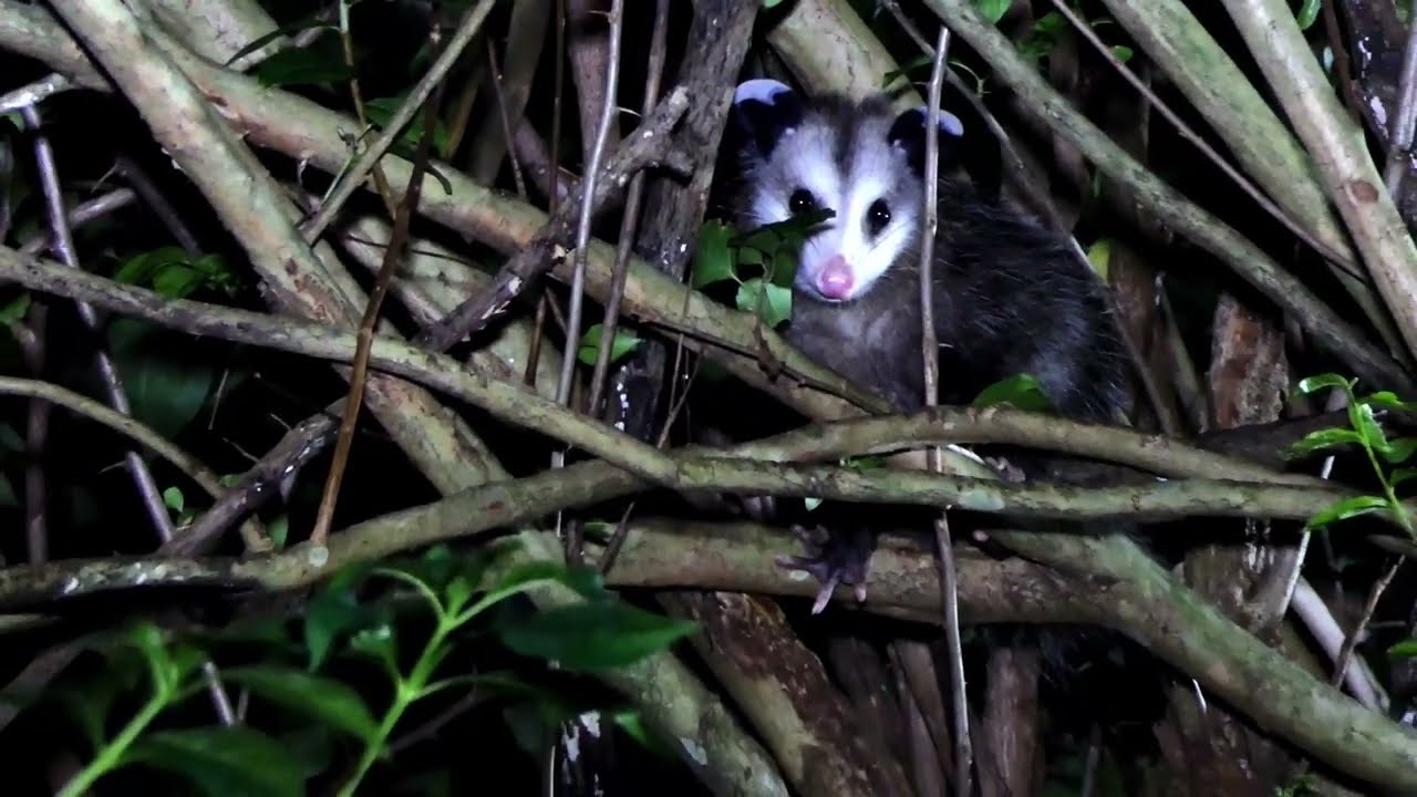 Our Backyard creatures summer 2022 Pt. 2 - YouTube