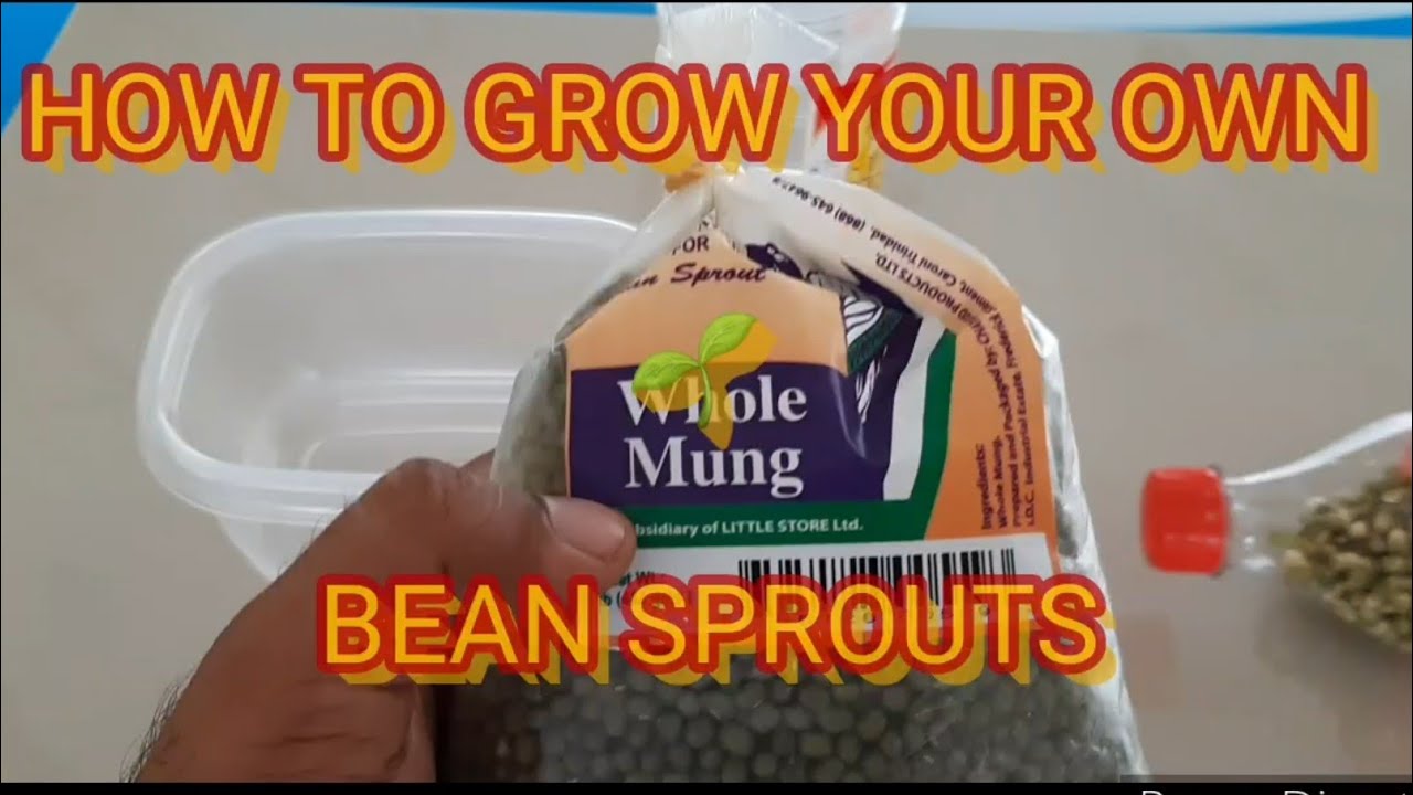 How to grow your own bean sprouts at home - YouTube