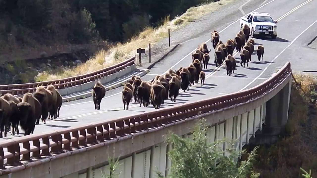 Bison Roundup in Yellowstone National Park - YouTube