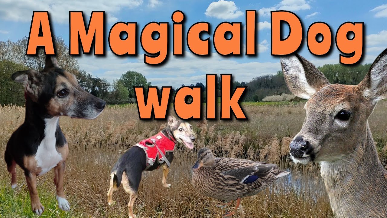 A magical dog walk🐶 - YouTube