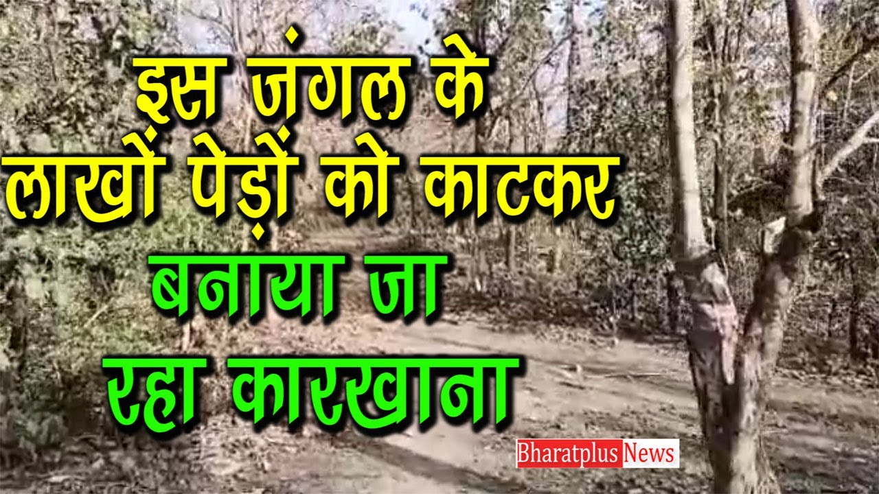 Madhya Pradesh सरकार का निंदनीय फैसला, Bakswaha जंगल के लाखों पेड़ ...