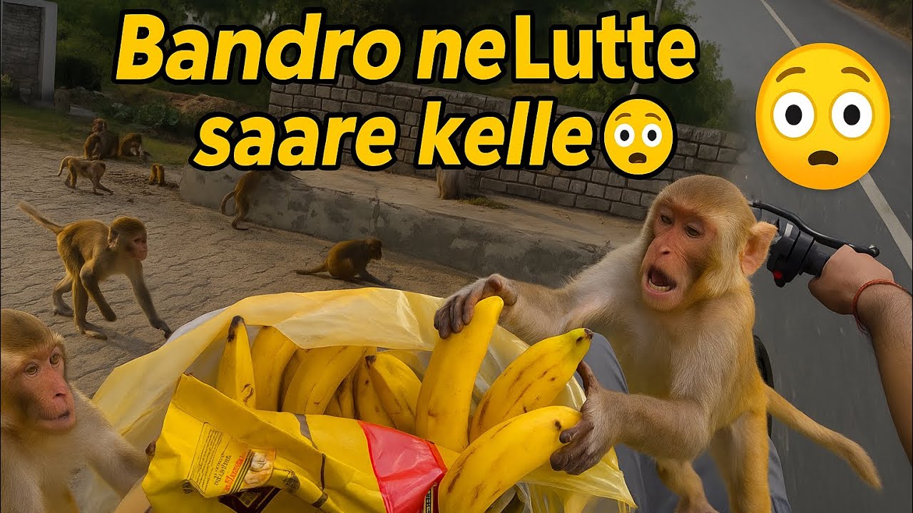 Bandro Ne Lutte saare kelle😳 | Feeding Monkeys - YouTube
