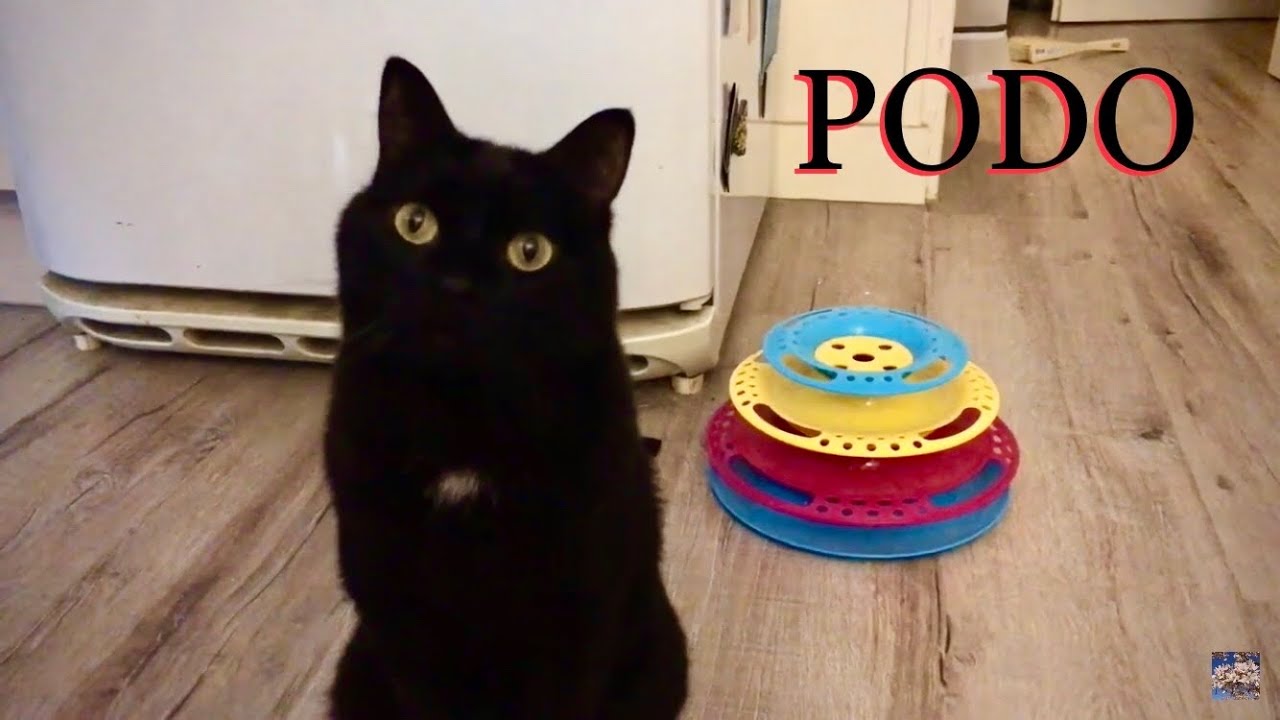 My black cat Podo 🇫🇷 Lovely cats Podo 🐈‍⬛ He was sick last week, but he ...