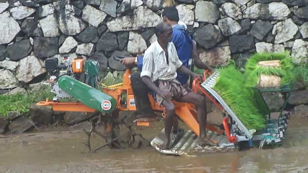 PADDY/ RICE TRANSPLANTING, USING 8ROW REDLANDS MECHANICAL PADDY ...