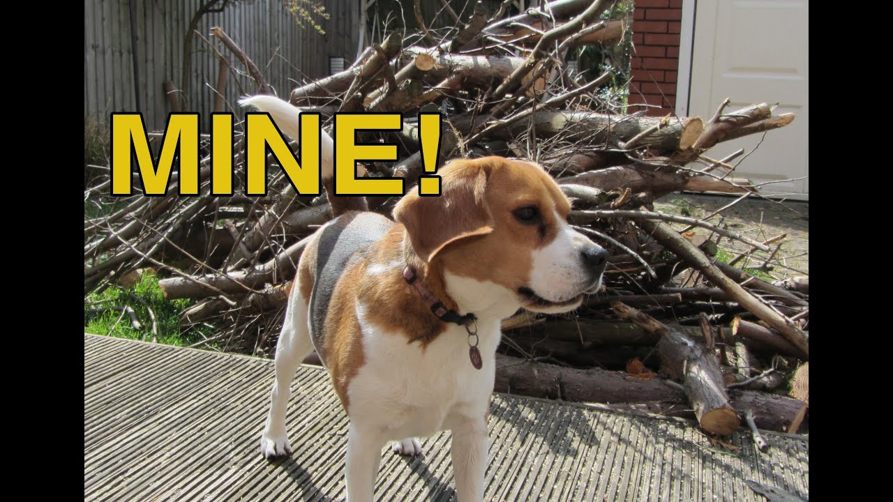 Disney the Beagle- MINE! - YouTube