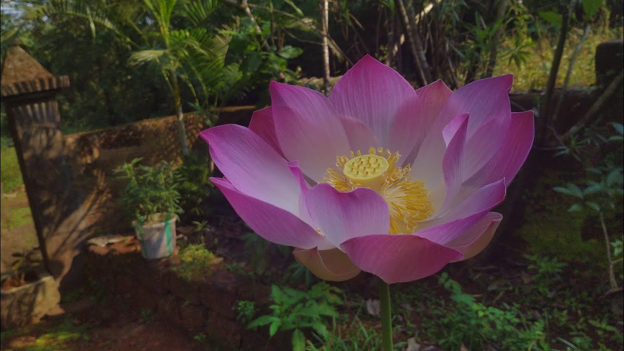 The journey of my LOTUS plant from SEEDS TO SEEDS| How I sowed, cared ...