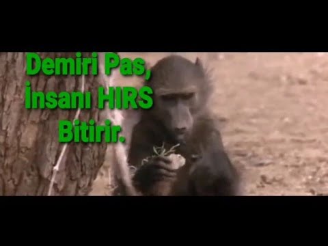 İbretlik Maymun tuzağı hikayesi