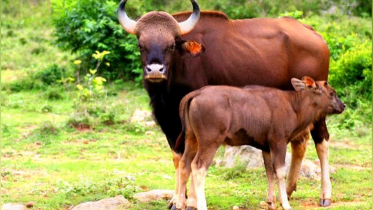 Indian gaur documentary - YouTube