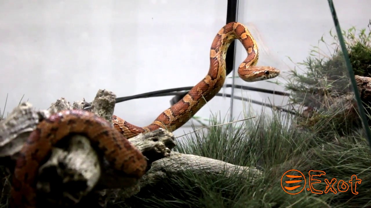 EXOTIC LIFE SHOW 22-23 октября 2016 ч2 - YouTube