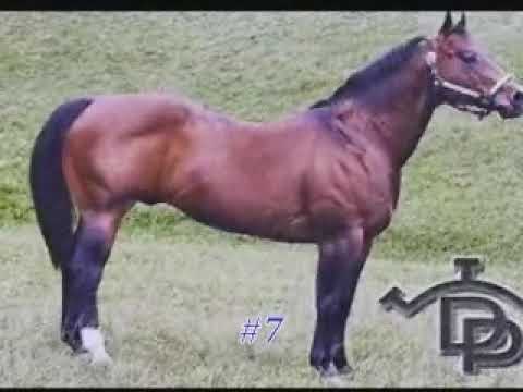 los caballos de coleo mas hermosos - YouTube