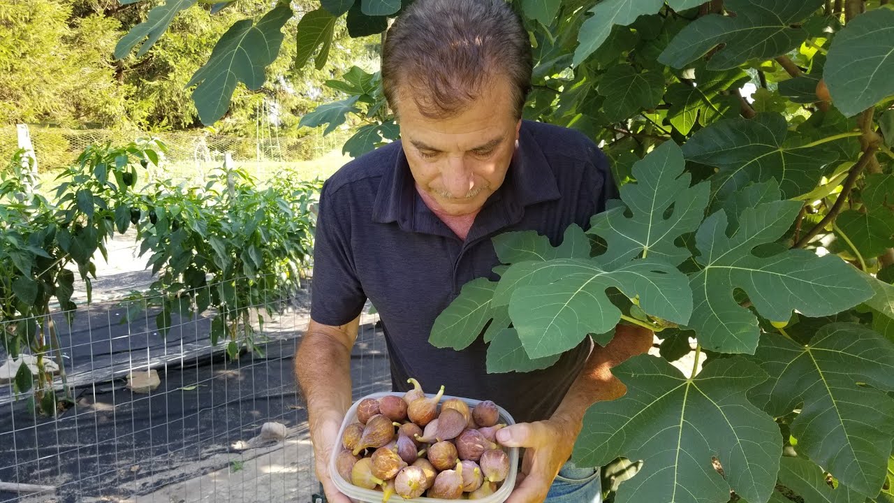 Come And Visit My Winter Storage Fig Isolation Room! Jan 27,20. - YouTube