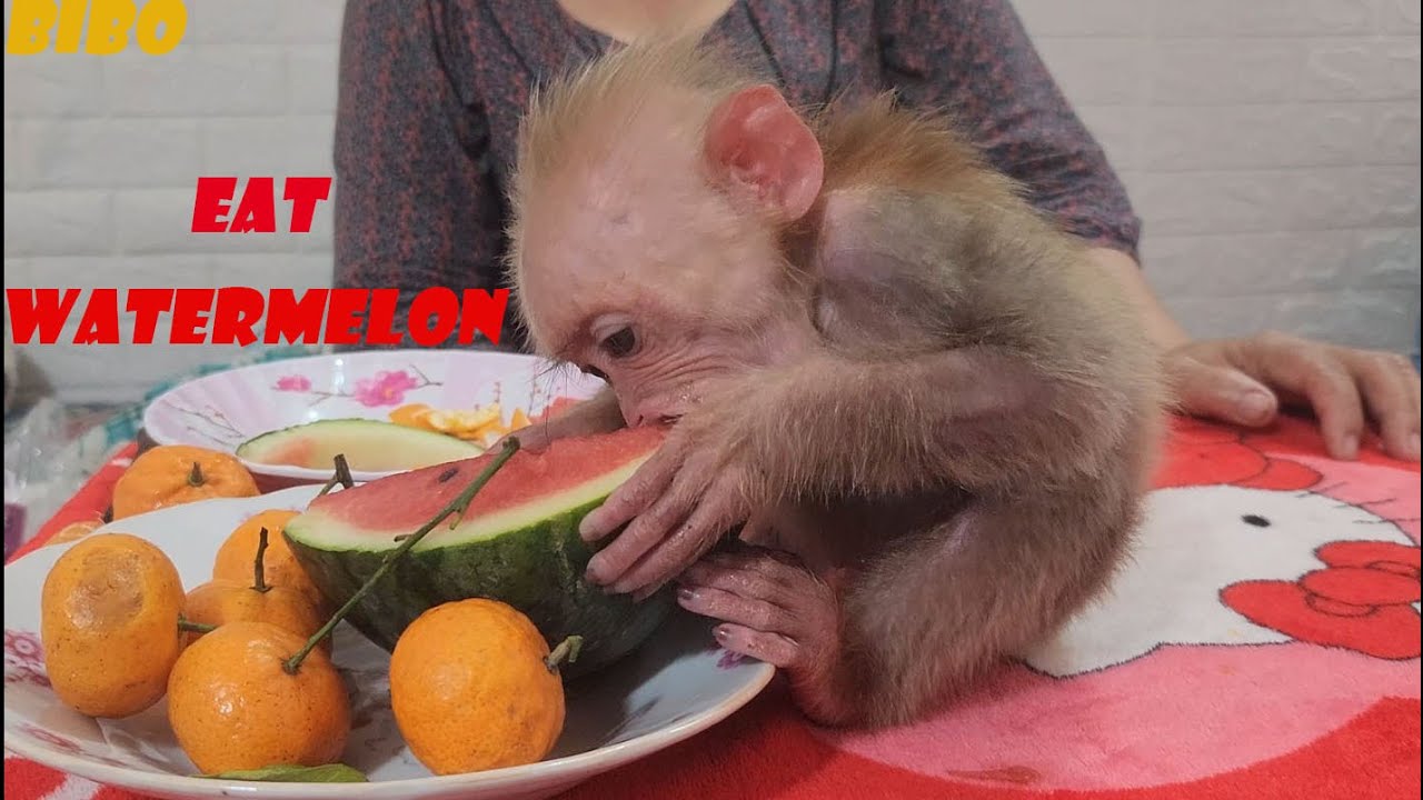 Mother Feeds Monkey BiBo Tangerine and Watermelon - YouTube
