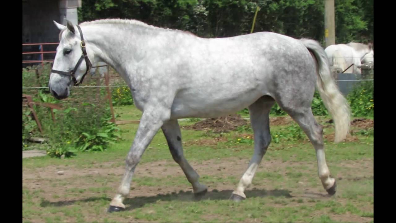 Irish Draught by WRS SUN RICH - YouTube