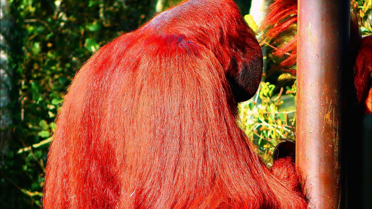 Wildlife V @DailyMusicVideo: Bring Peace To Earth and Save Wilderness ...