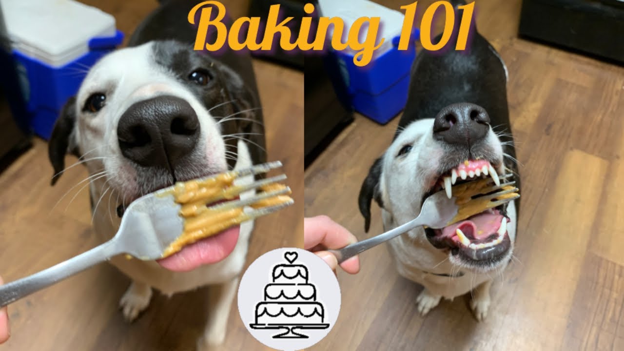 Callie is the best baker helper 🧁 - Day 308 - YouTube