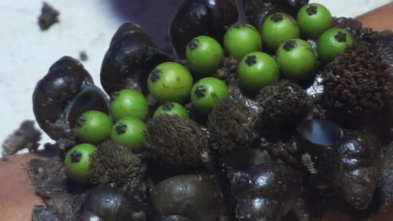 OMG!! amazing Dandruff Cleaning Huge worms - YouTube